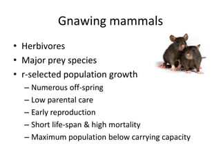 Gnawing mammals | PPTX
