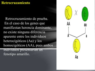 Génetica teoria mendeliana 2014 | PPTX
