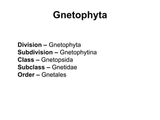 Gnetophyta | PPTX