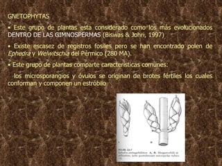 Gnetophyta | PPT