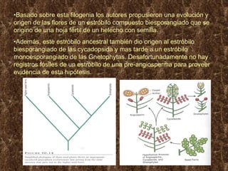 Gnetophyta Example Ginkgophyta Characteristics