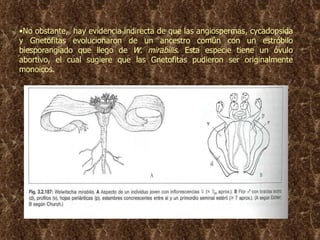 Gnetophyta Example Ginkgophyta Characteristics