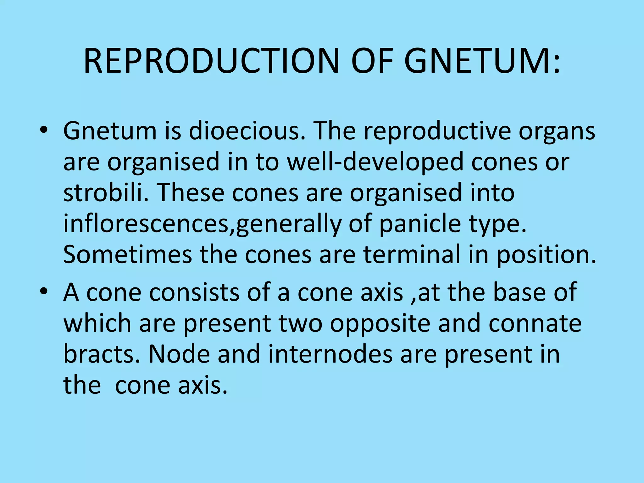 Gnetum | PPTX