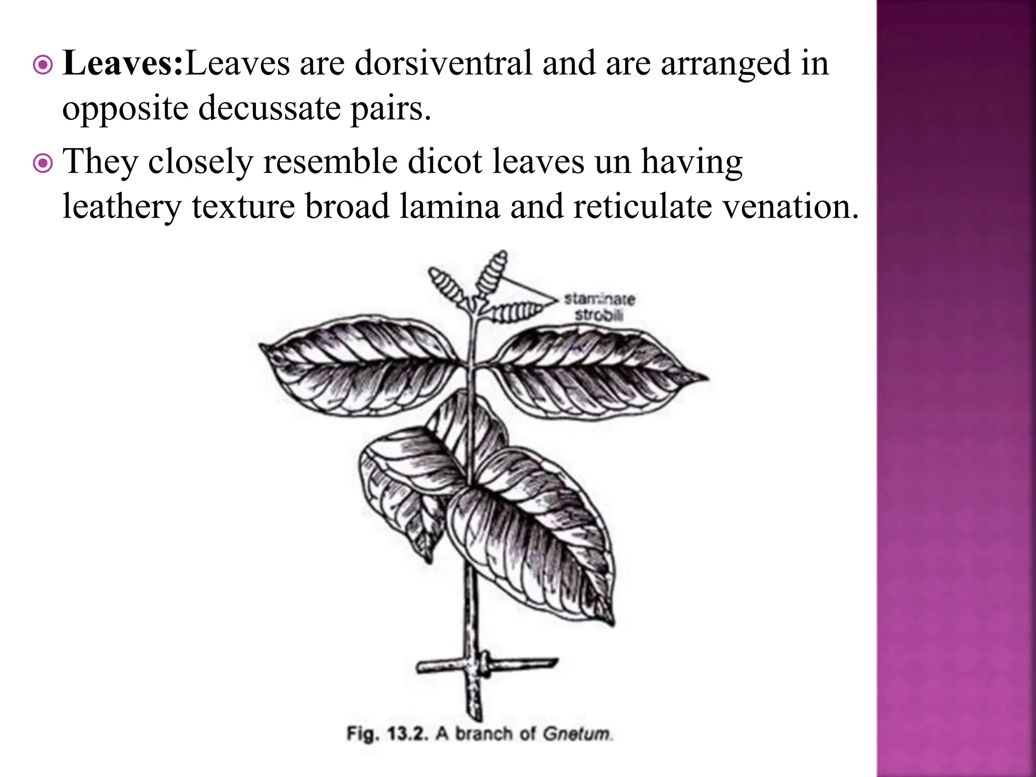 GNETUM................................pptx