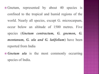 GNETUM................................pptx