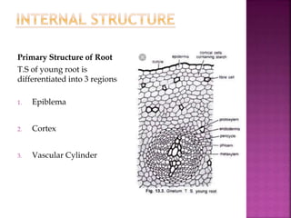 GNETUM................................pptx