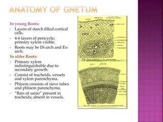 GNETUM................................pptx