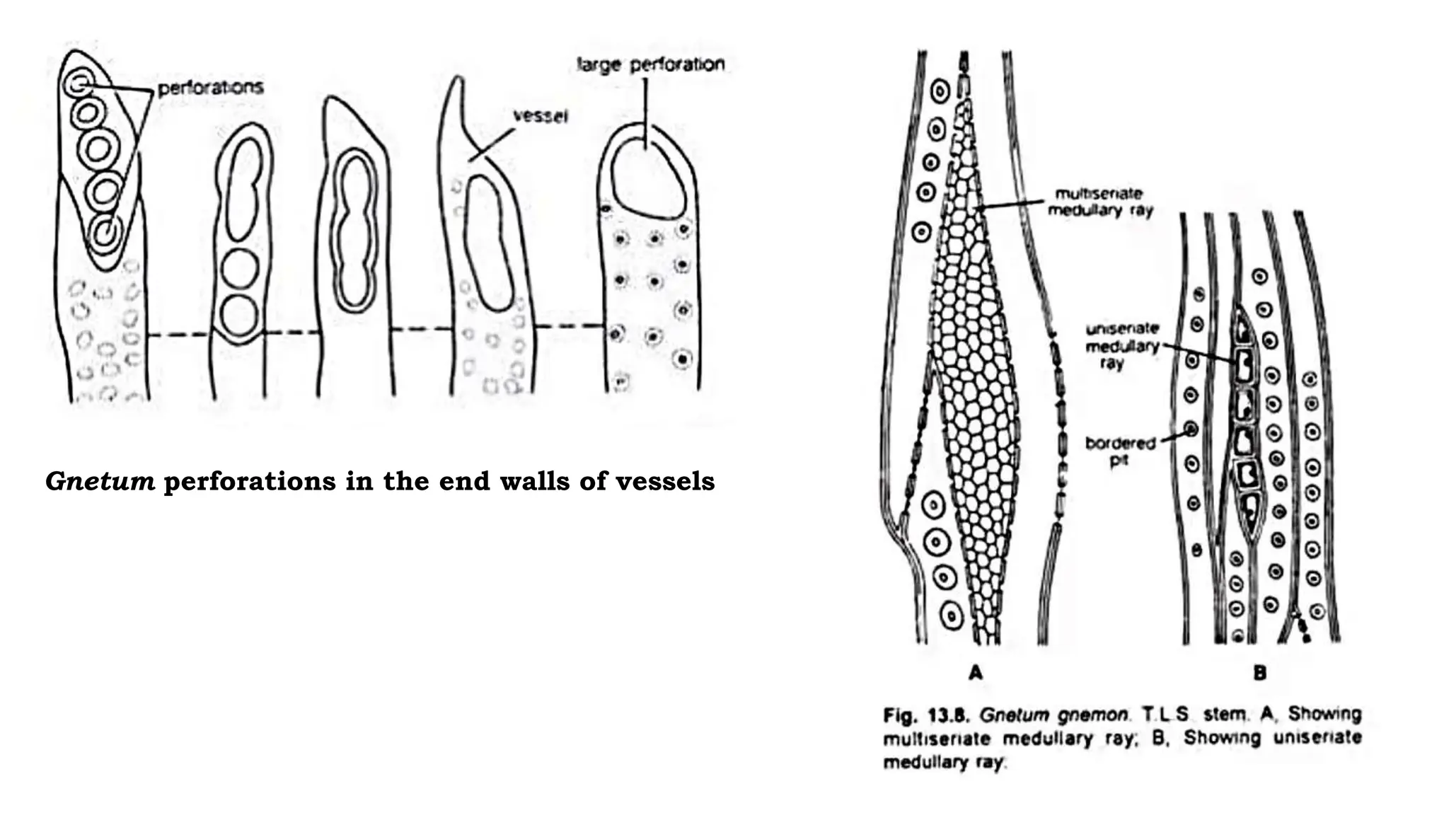 Anatomy, and reproduction of Gnetum.pptx