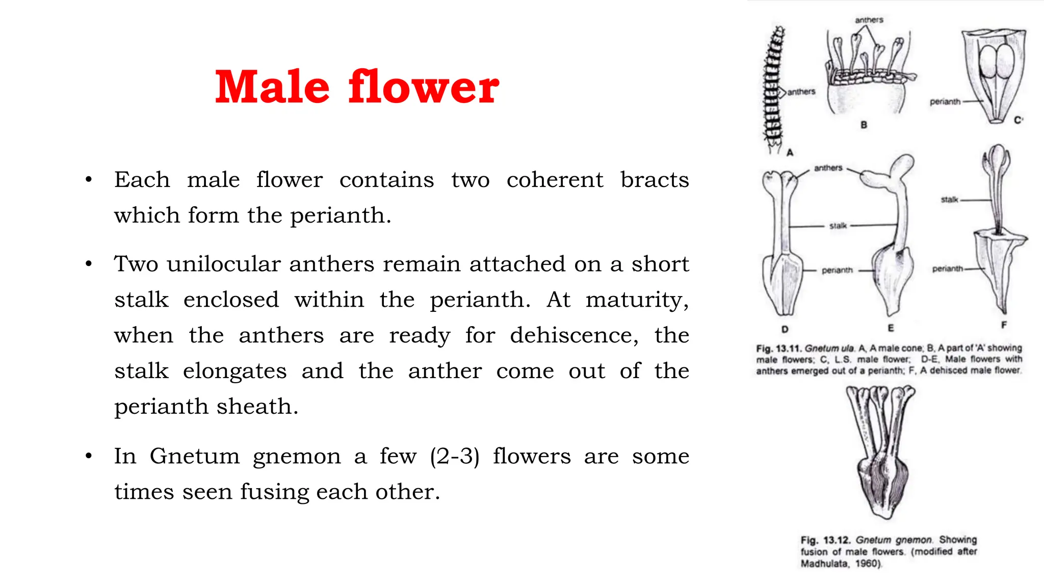 Anatomy, and reproduction of Gnetum.pptx