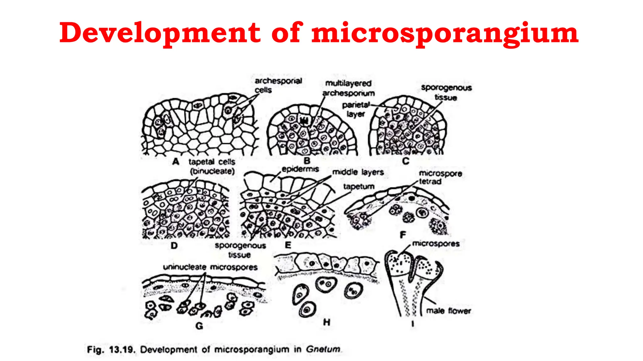 Anatomy, and reproduction of Gnetum.pptx