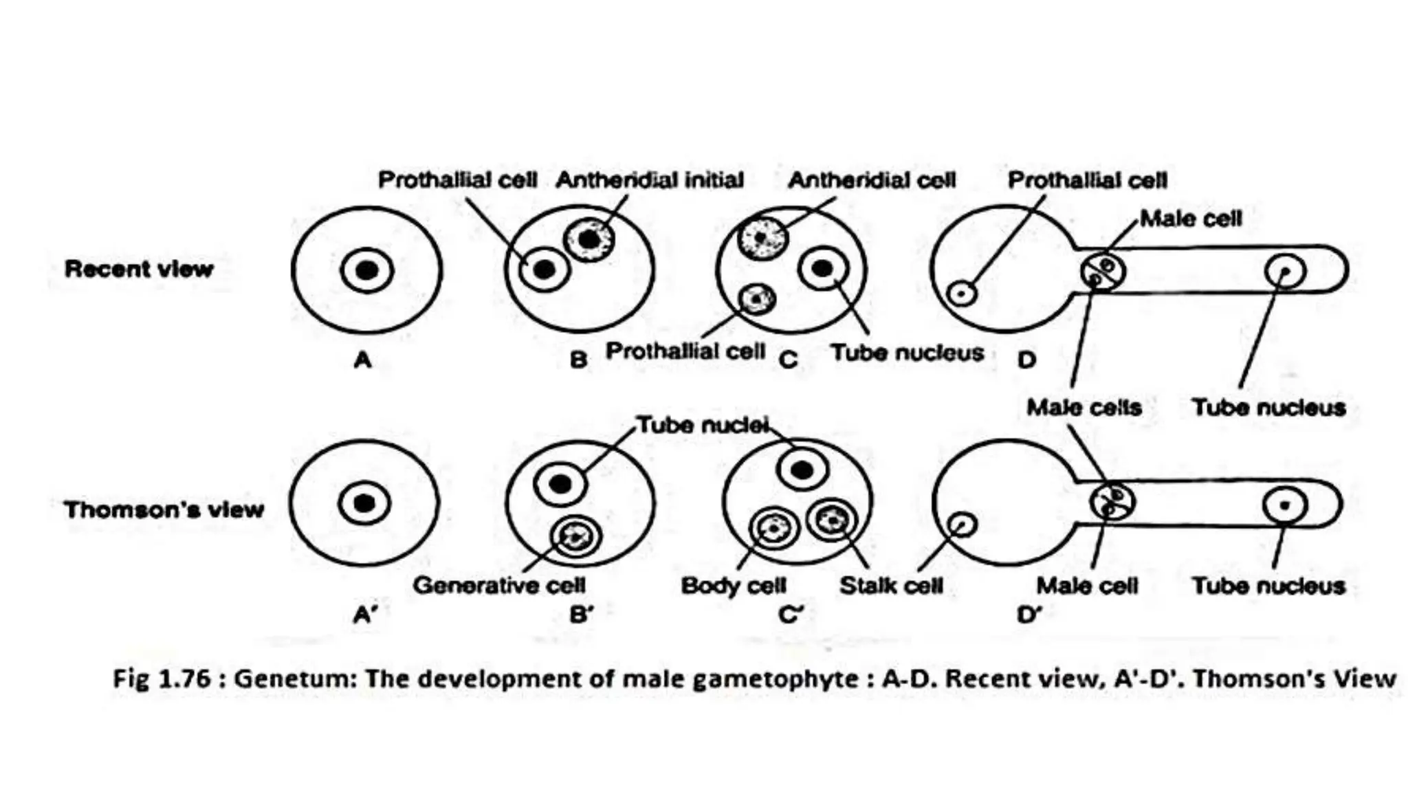 Anatomy, and reproduction of Gnetum.pptx