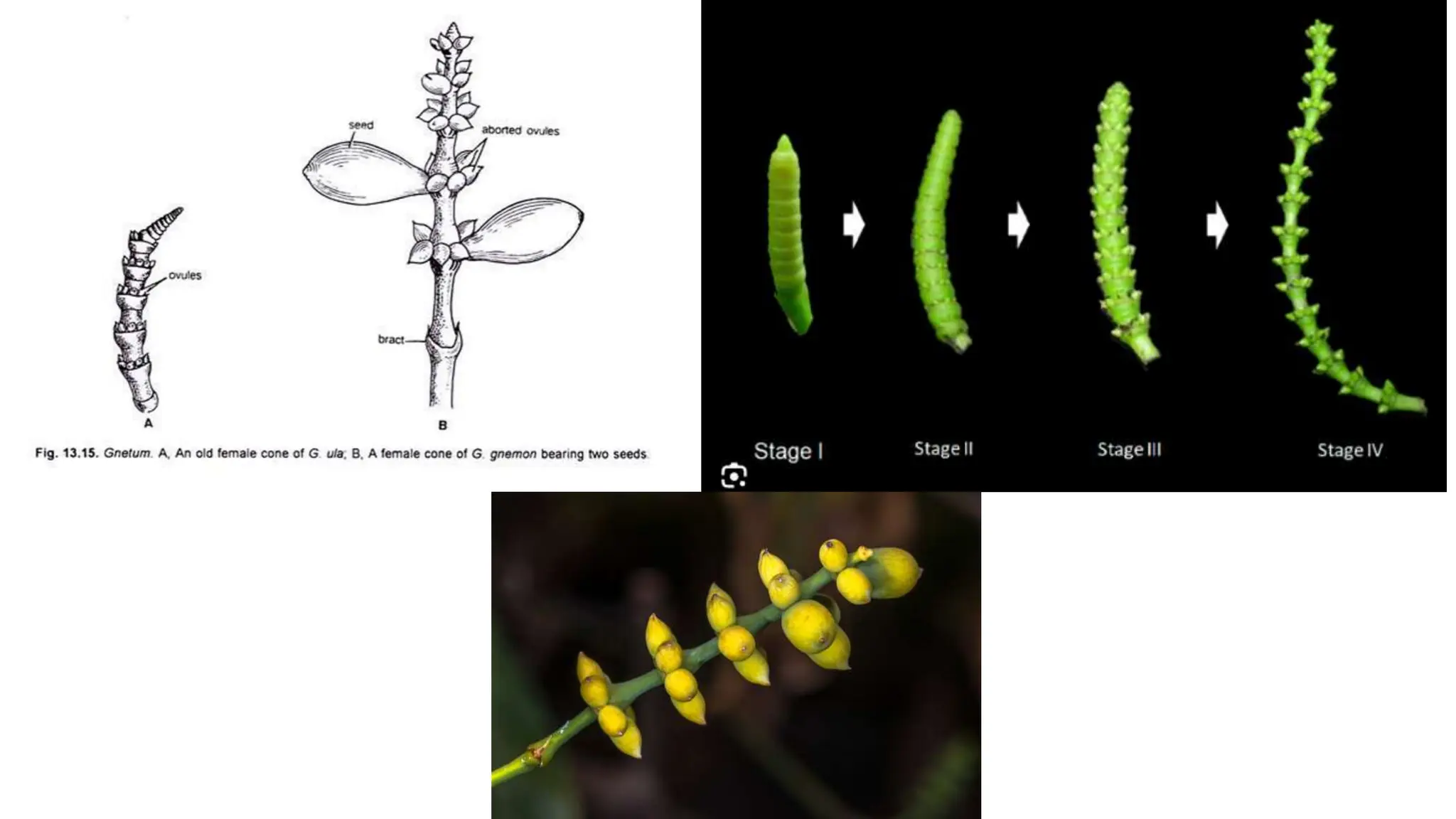 Anatomy, and reproduction of Gnetum.pptx