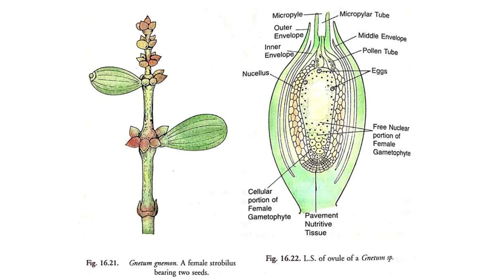 Anatomy, and reproduction of Gnetum.pptx