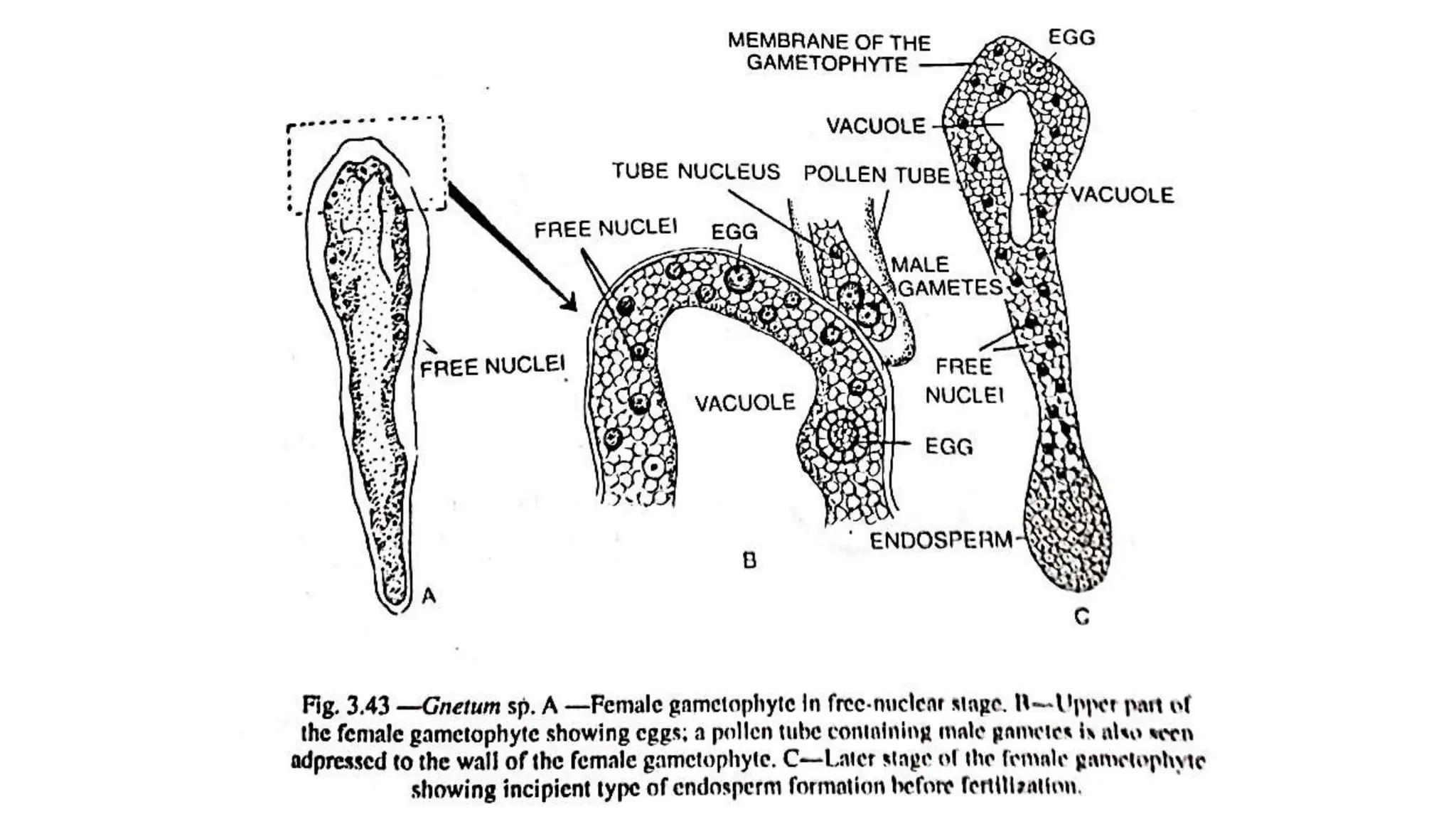 Anatomy, and reproduction of Gnetum.pptx
