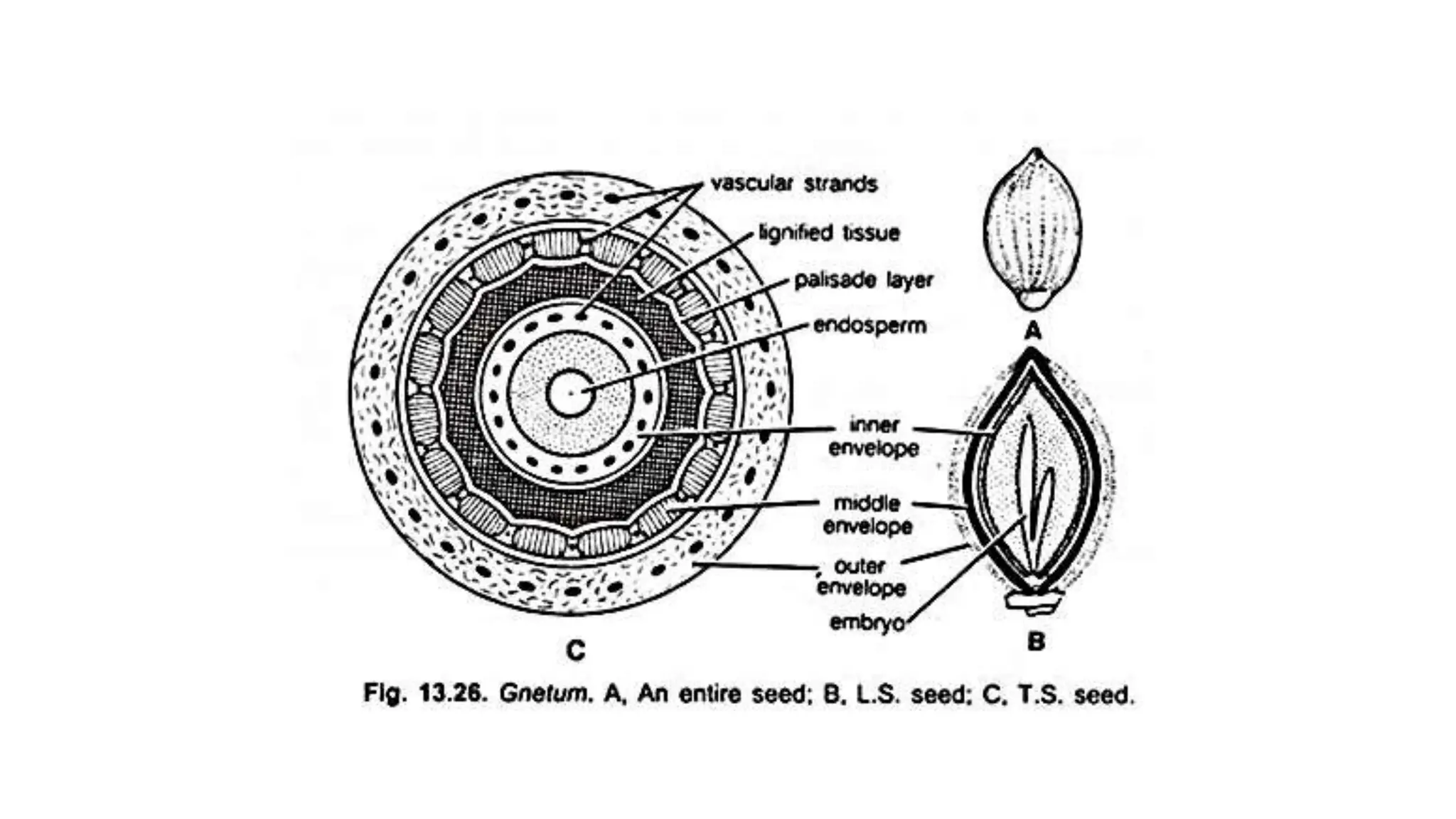 Anatomy, and reproduction of Gnetum.pptx