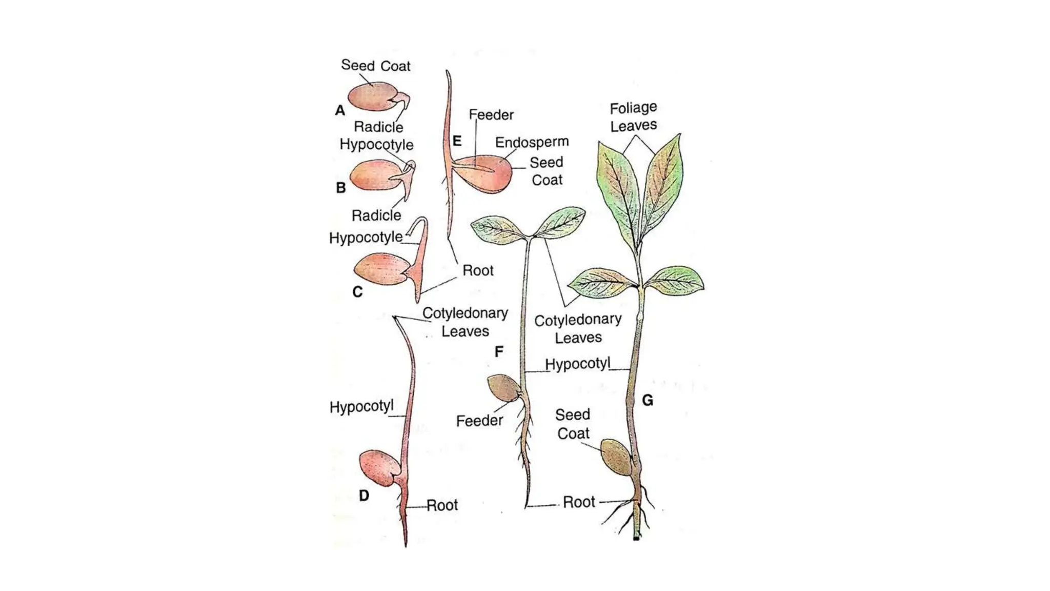Anatomy, and reproduction of Gnetum.pptx