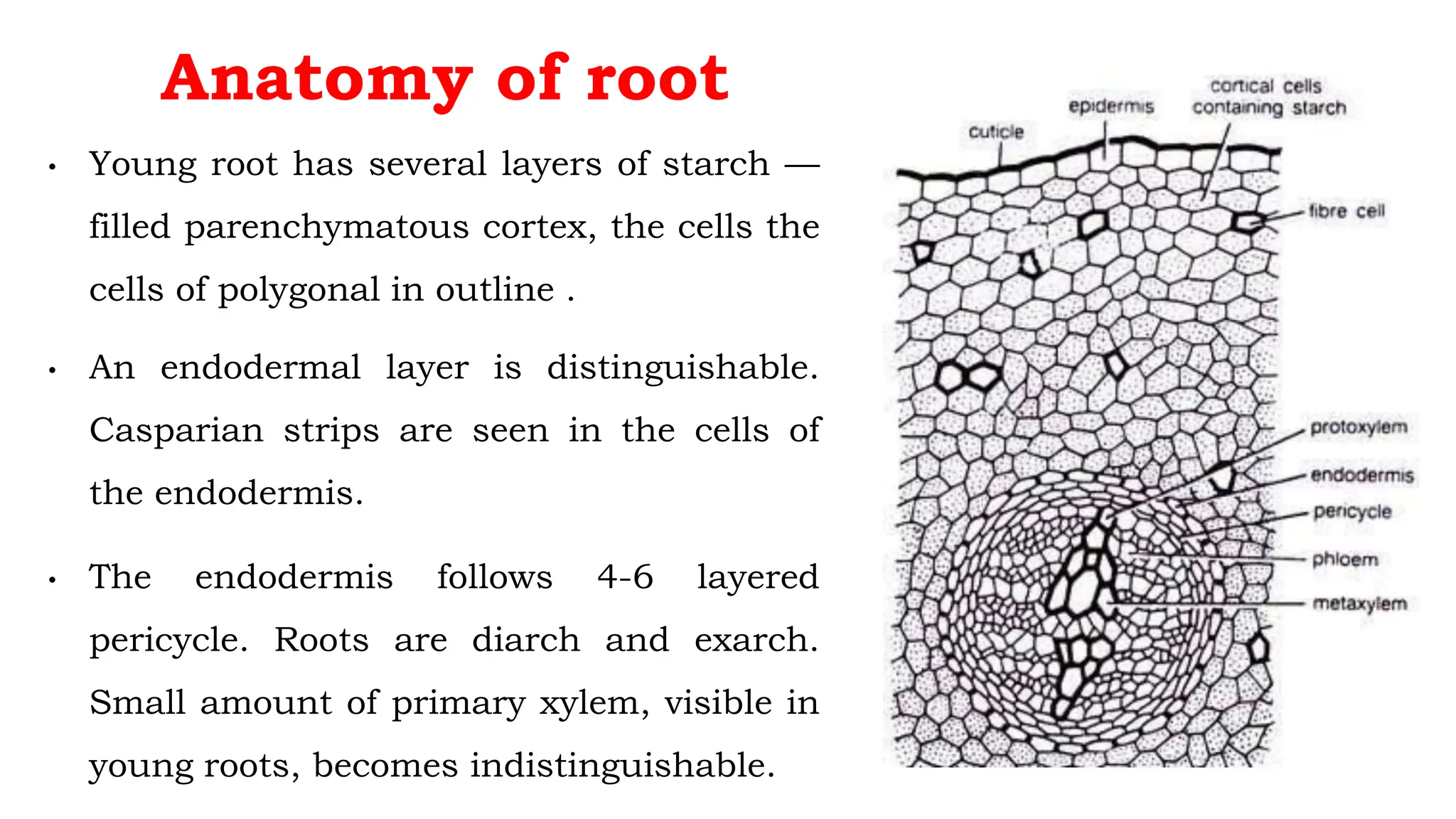 Anatomy, and reproduction of Gnetum.pptx