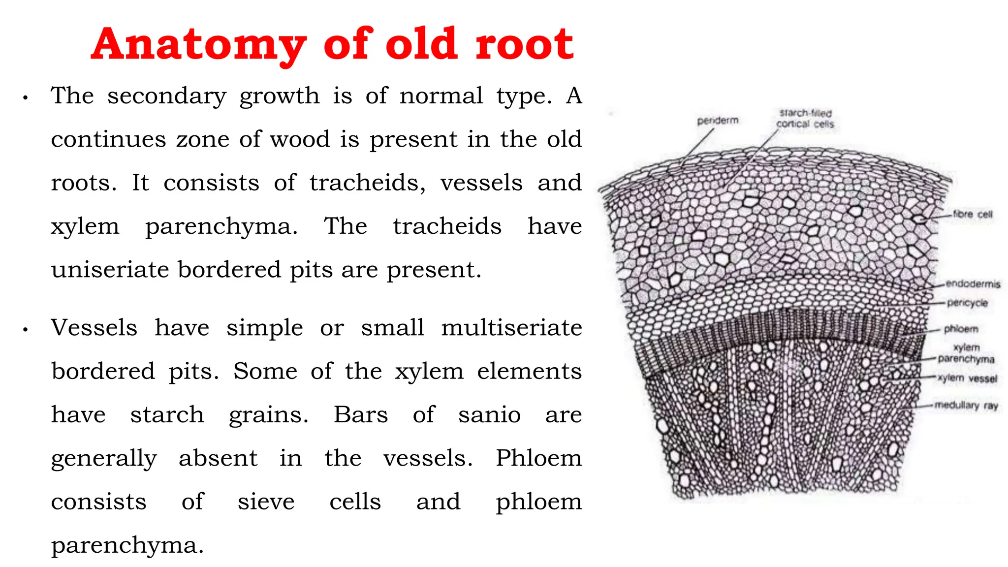 Anatomy, and reproduction of Gnetum.pptx