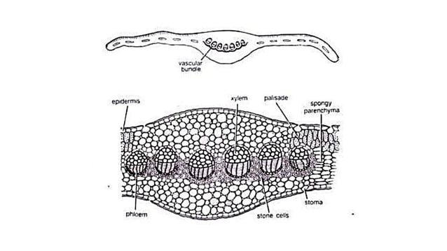 Anatomy, and reproduction of Gnetum.pptx