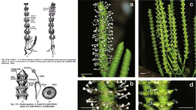Anatomy, and reproduction of Gnetum.pptx