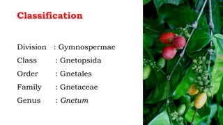 Anatomy, and reproduction of Gnetum.pptx