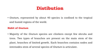 Anatomy, and reproduction of Gnetum.pptx