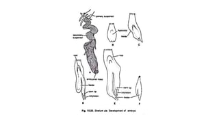 Anatomy, and reproduction of Gnetum.pptx