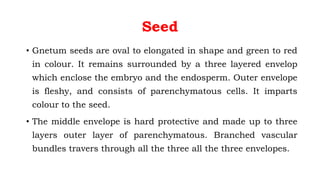 Anatomy, and reproduction of Gnetum.pptx