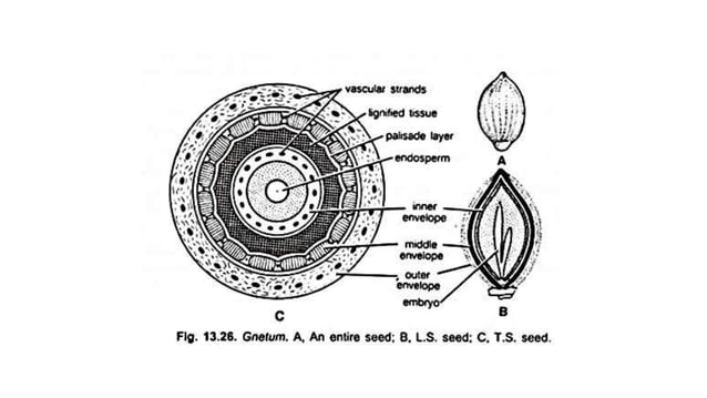 Anatomy, and reproduction of Gnetum.pptx