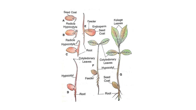 Anatomy, and reproduction of Gnetum.pptx