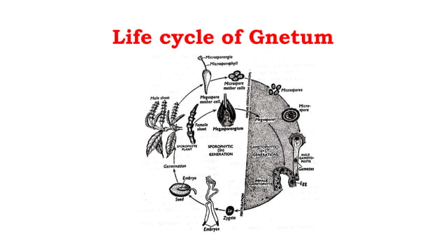 Anatomy, and reproduction of Gnetum.pptx