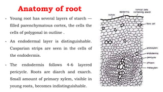 Anatomy, and reproduction of Gnetum.pptx