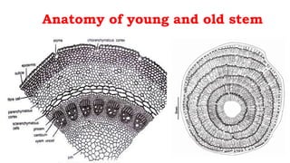 Anatomy, and reproduction of Gnetum.pptx