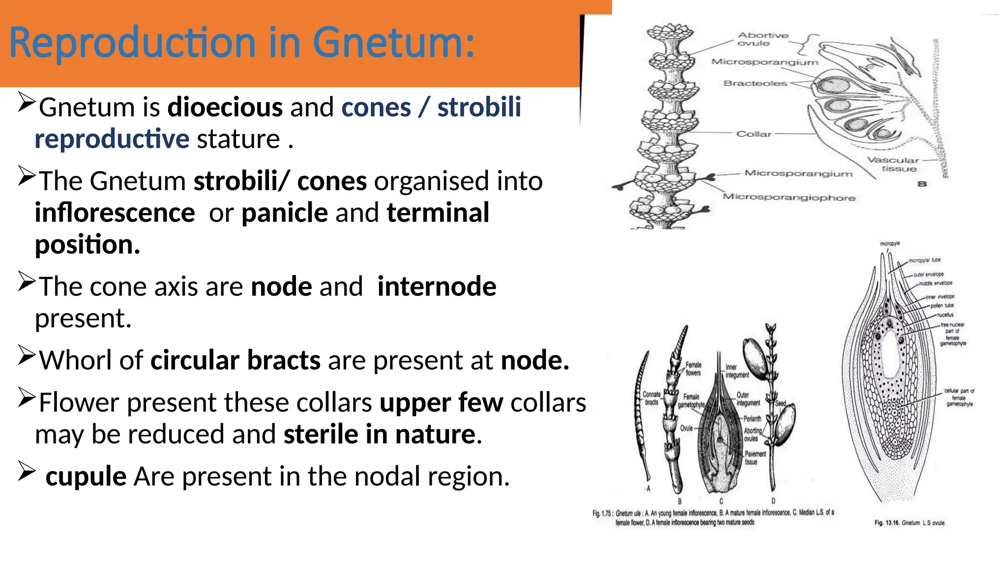 Morphology,Anatomy and Reproduction of gentum ppt | PPTX