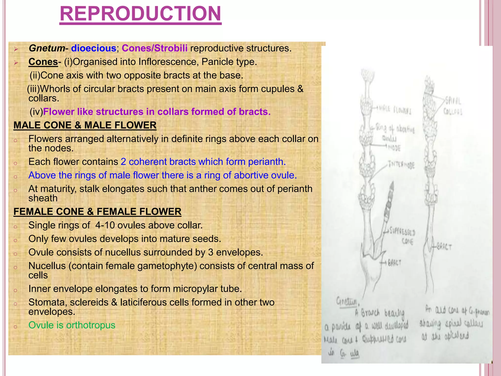 All about Gnetum (Gymnosperm) | PPTX