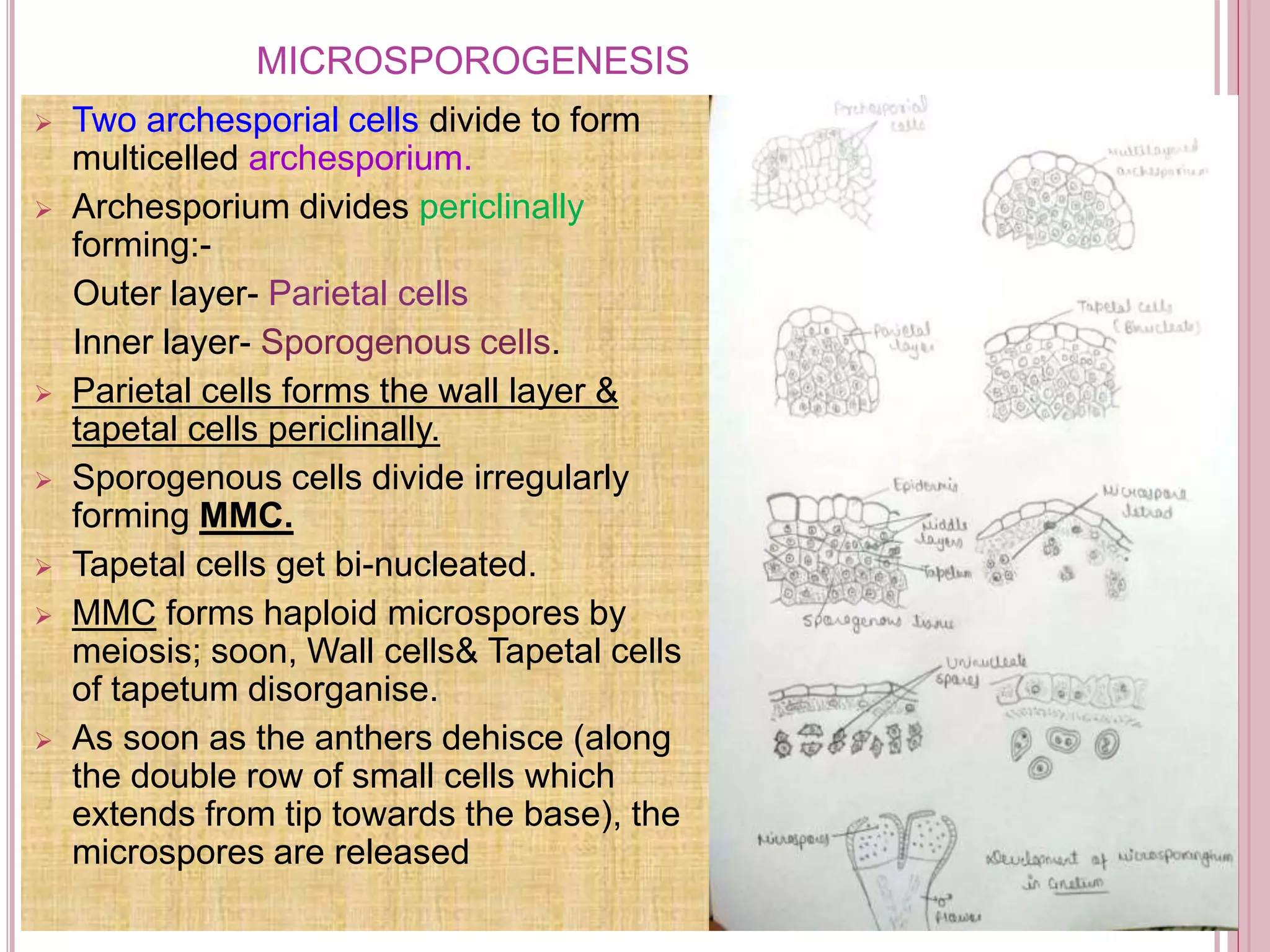 All about Gnetum (Gymnosperm) | PPTX