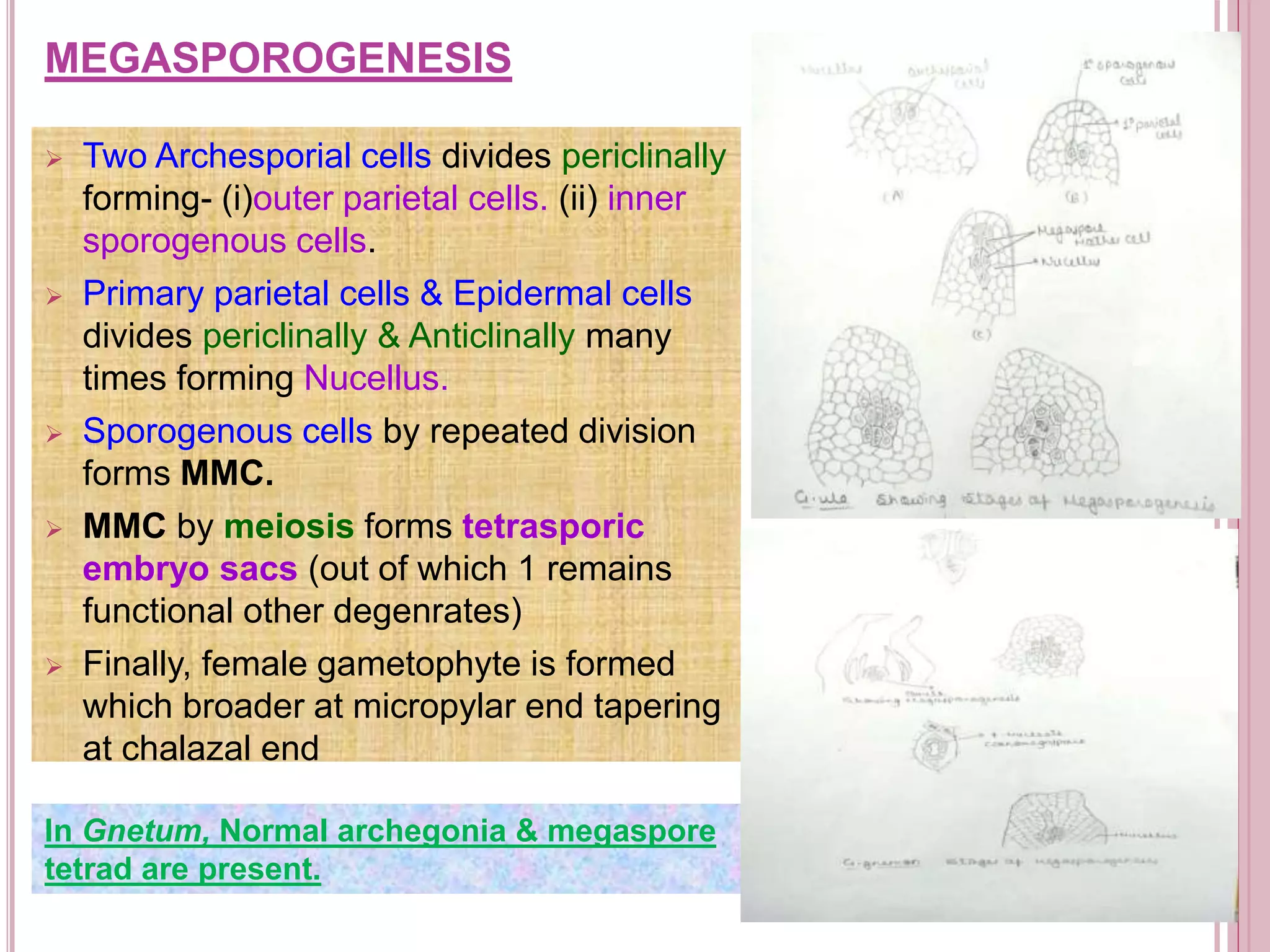 All about Gnetum (Gymnosperm) | PPTX