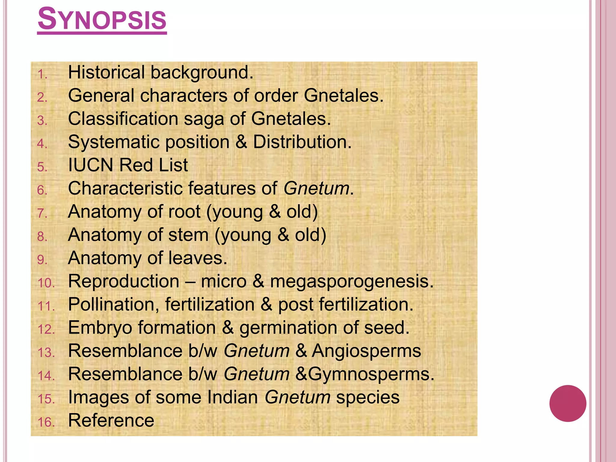 All about Gnetum (Gymnosperm) | PPTX
