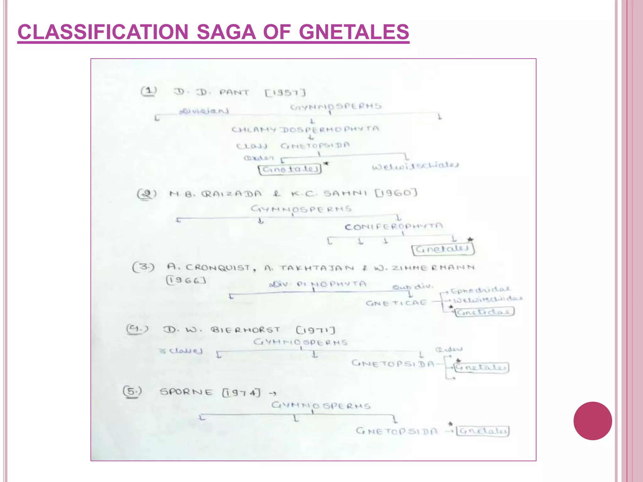 All about Gnetum (Gymnosperm) | PPTX
