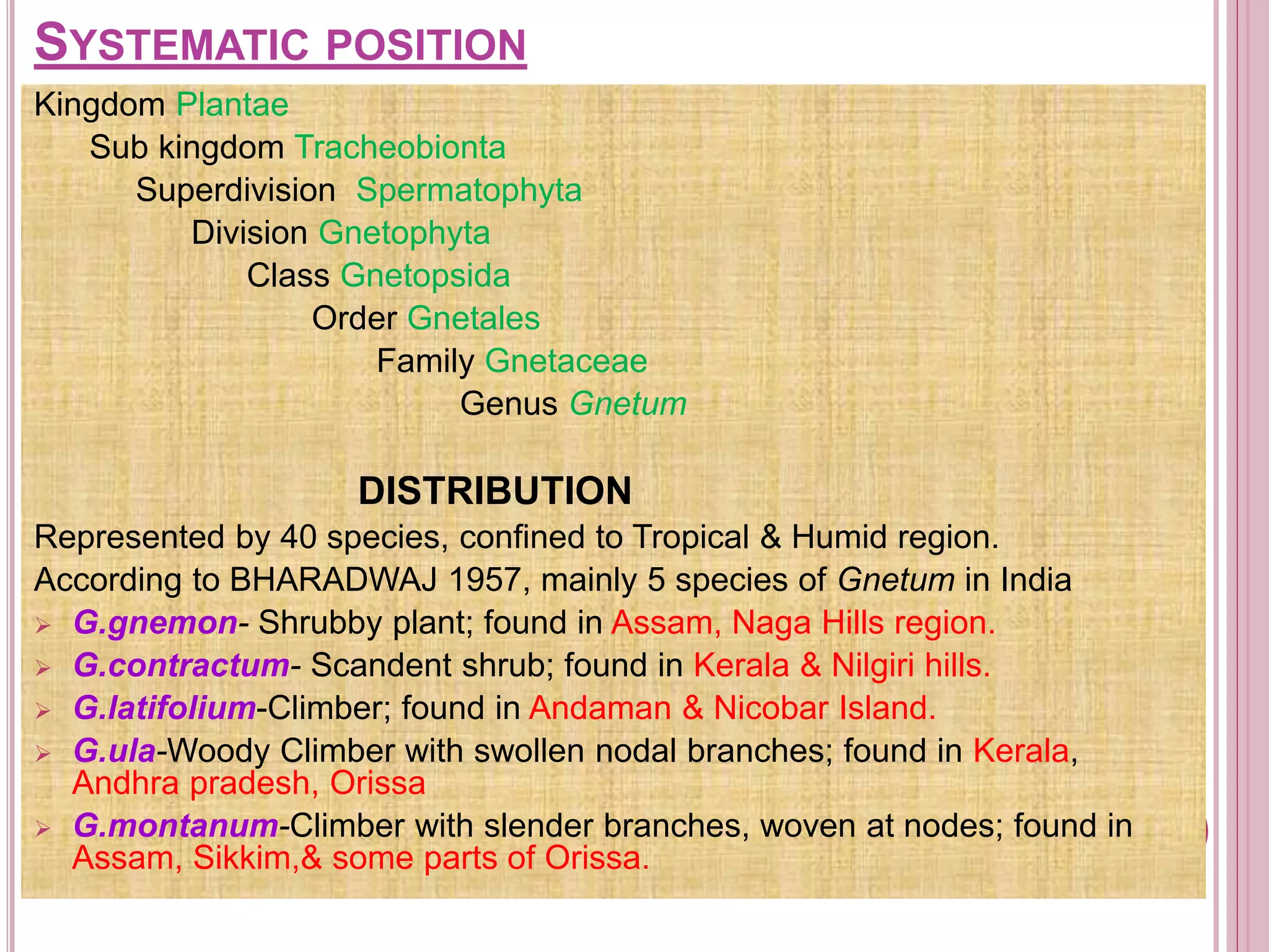 All about Gnetum (Gymnosperm) | PPTX