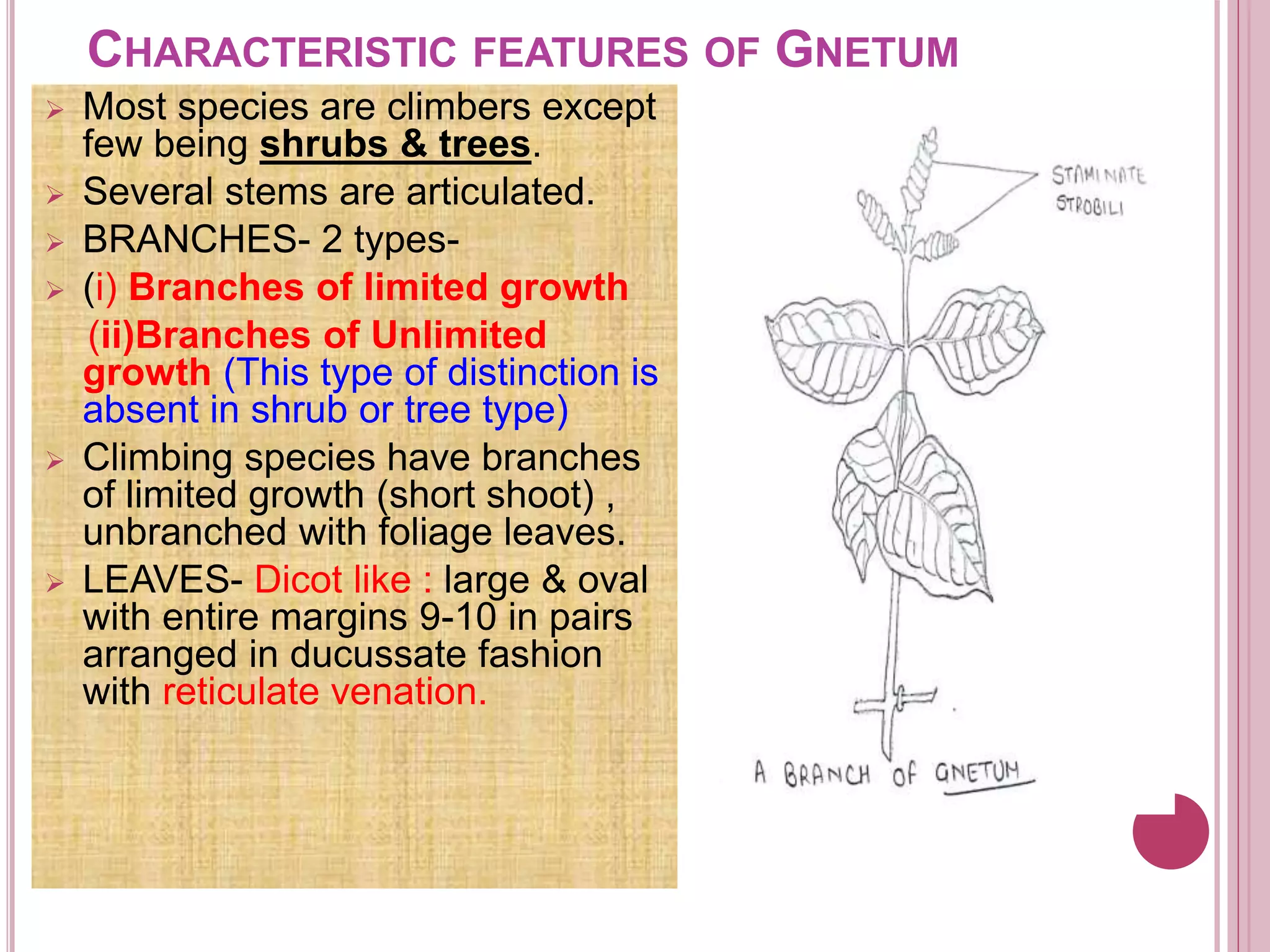 All about Gnetum (Gymnosperm) | PPTX