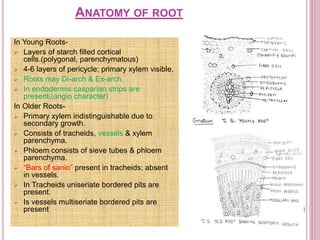 All about Gnetum (Gymnosperm) | PPTX