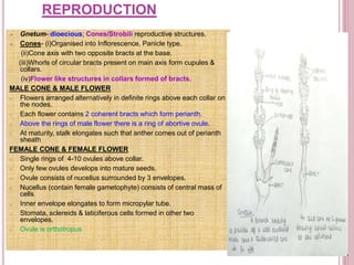 All about Gnetum (Gymnosperm) | PPTX