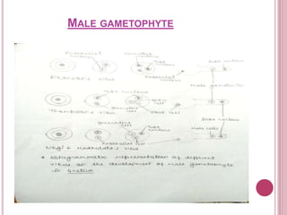 All about Gnetum (Gymnosperm) | PPTX