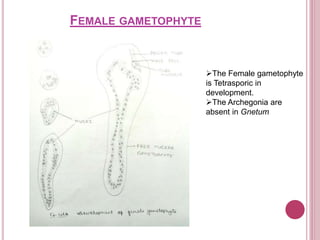 All about Gnetum (Gymnosperm) | PPTX