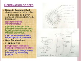 All about Gnetum (Gymnosperm) | PPTX
