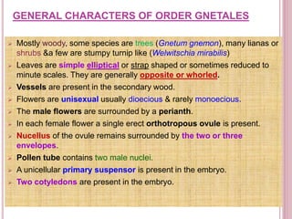 All about Gnetum (Gymnosperm) | PPTX