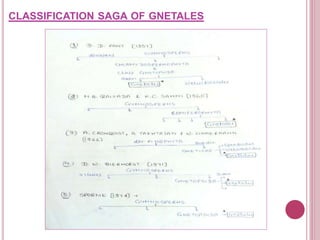 All about Gnetum (Gymnosperm) | PPTX