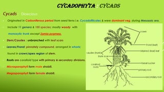 Gnetum: A Powerpoint Presentation on Gymnospems | PDF