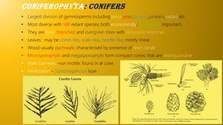 Gnetum: A Powerpoint Presentation on Gymnospems | PDF